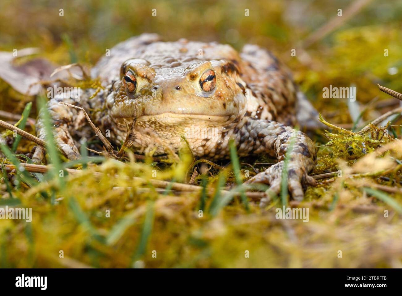 Common toad, Bufo bufo Stock Photo - Alamy