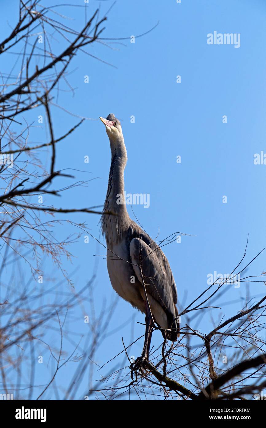 Wild animal in the Pont de Gau ornithological park, located near ...
