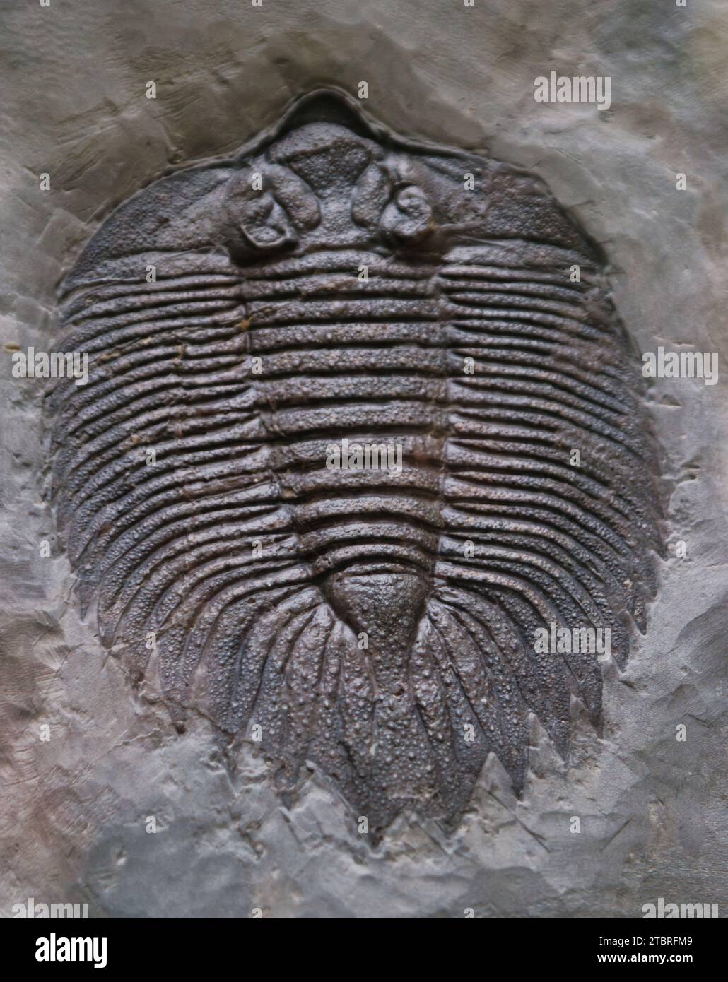 old fossil natural history of the earth ancient patterns paleontology ...