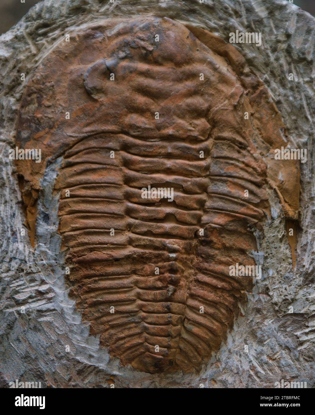 old fossil natural history of the earth ancient patterns paleontology ...