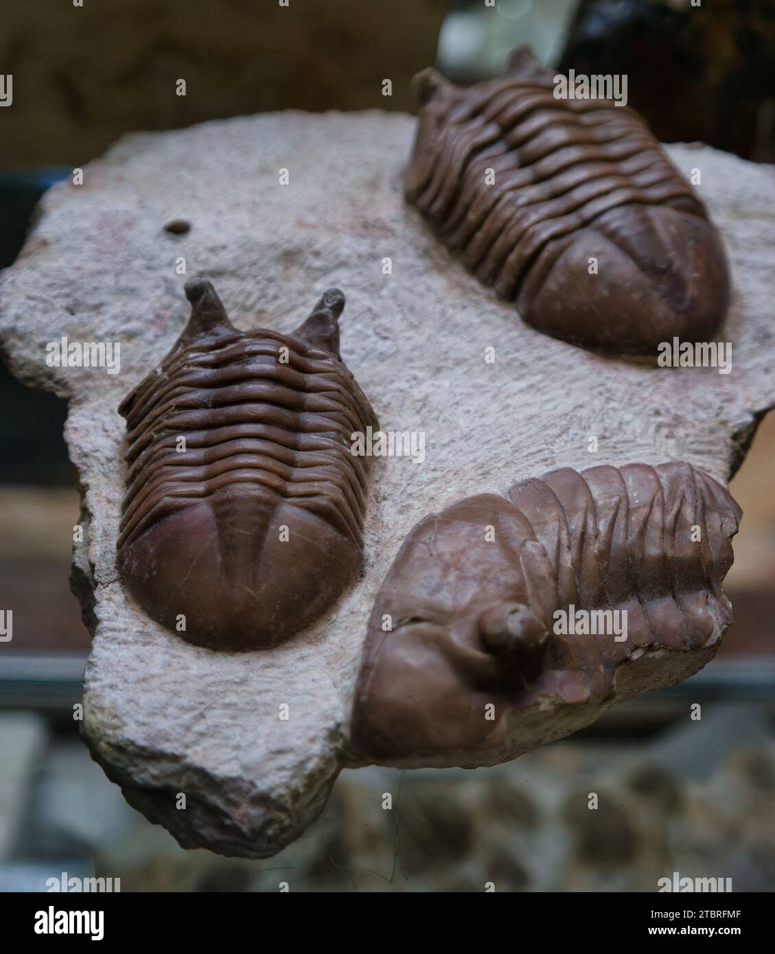 old fossil natural history of the earth ancient patterns paleontology ...