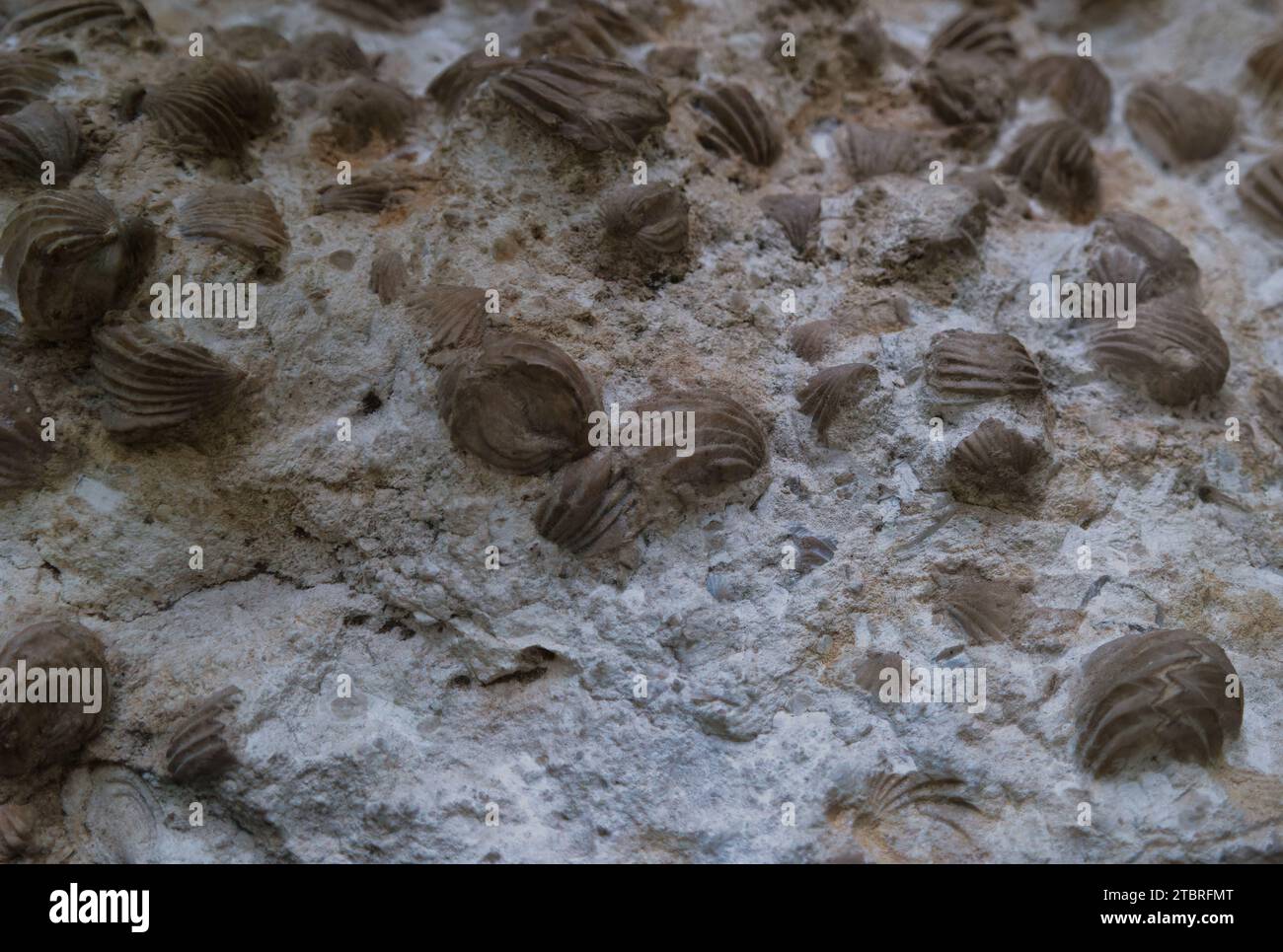 old fossil natural history of the earth ancient patterns paleontology ...