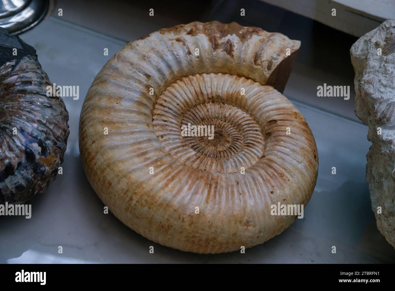 old fossil natural history of the earth ancient patterns paleontology ...