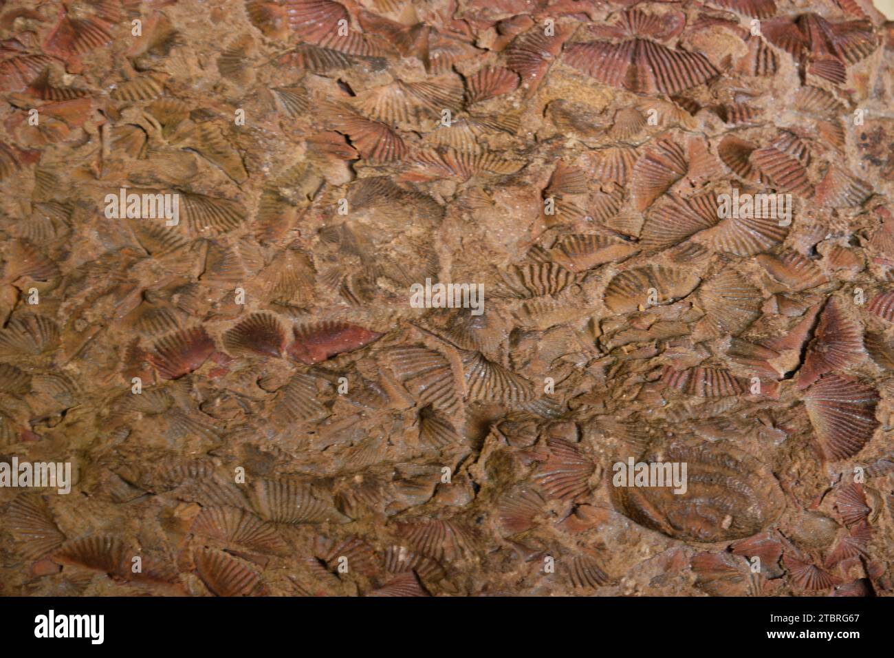 old fossil natural history of the earth ancient patterns paleontology ...