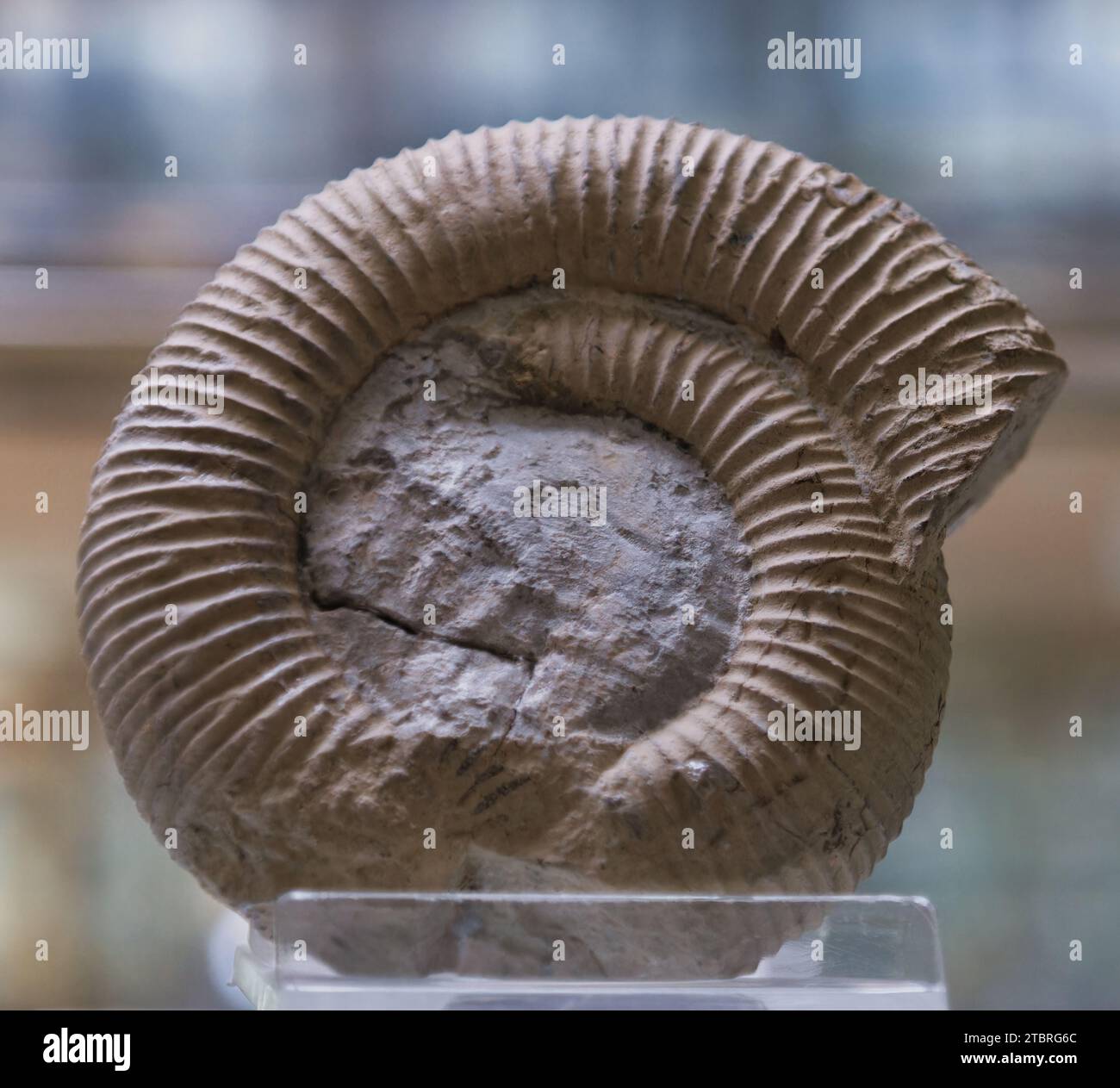 old fossil natural history of the earth ancient patterns paleontology ...