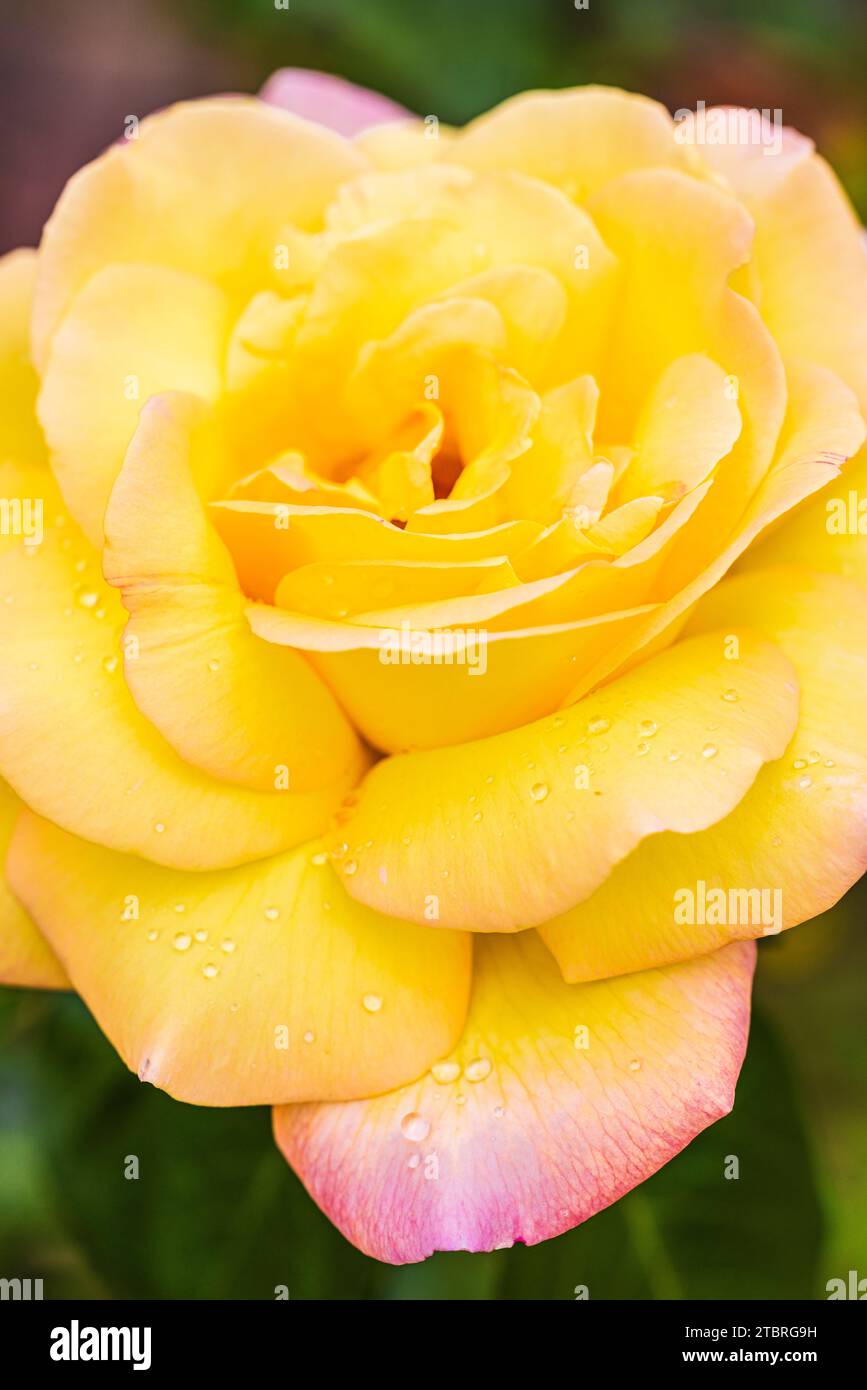 Rose plant wet hi-res stock photography and images - Alamy