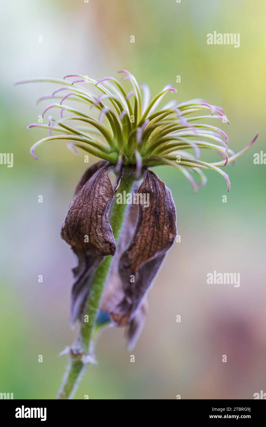 faded clematis plant, green background, symbol, beauty in decay Stock ...