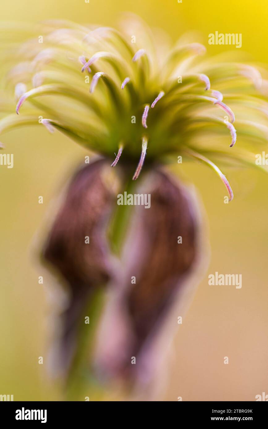 faded clematis plant, green background, symbol, beauty in decay Stock ...