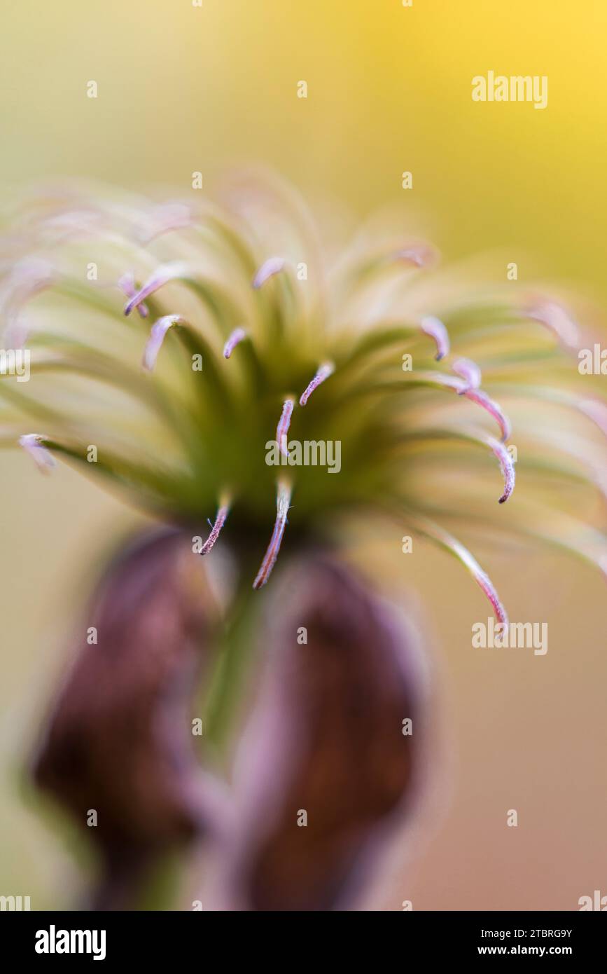 faded clematis plant, green background, symbol, beauty in decay Stock ...