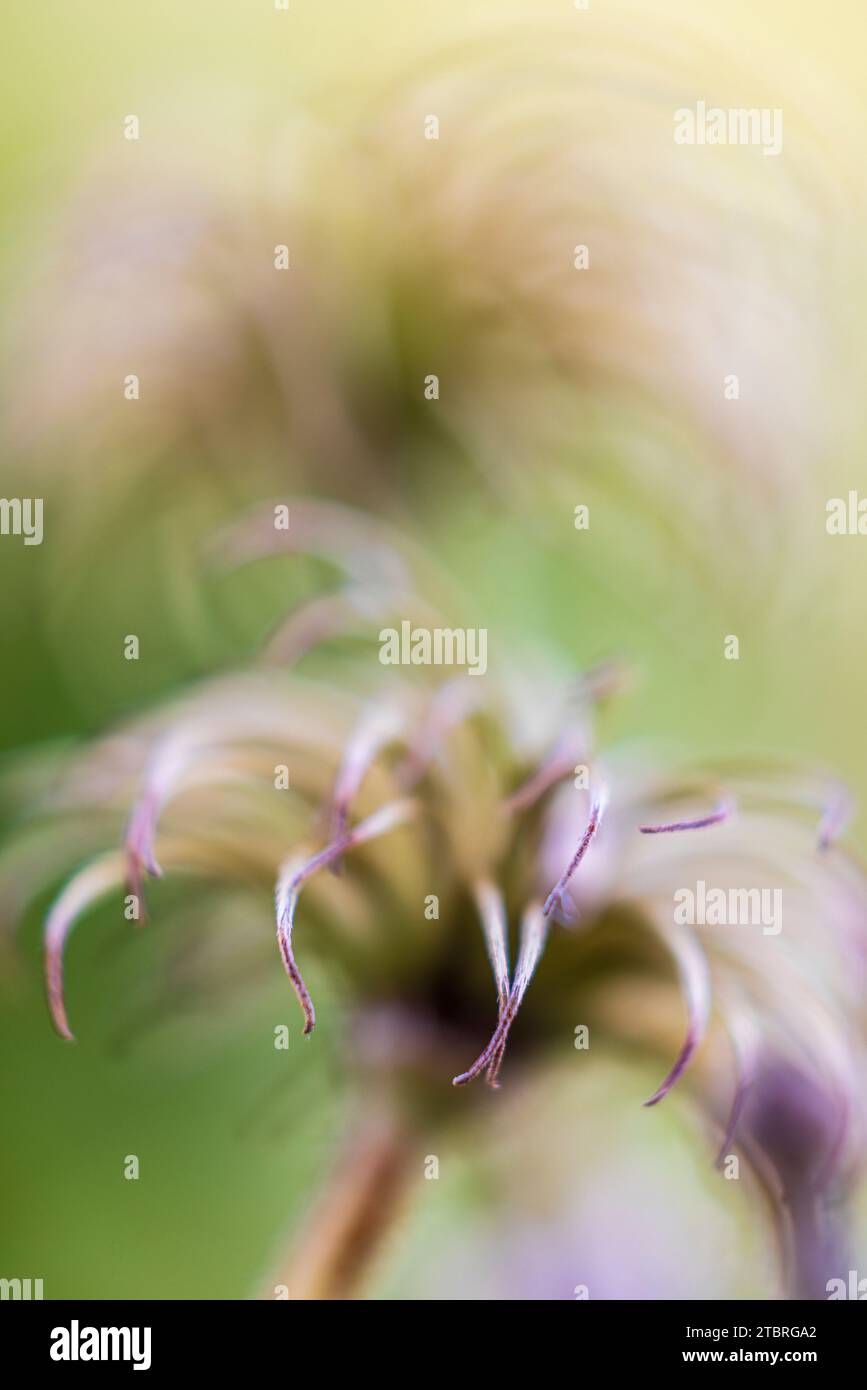 faded clematis plant, green background, symbol, beauty in decay Stock ...