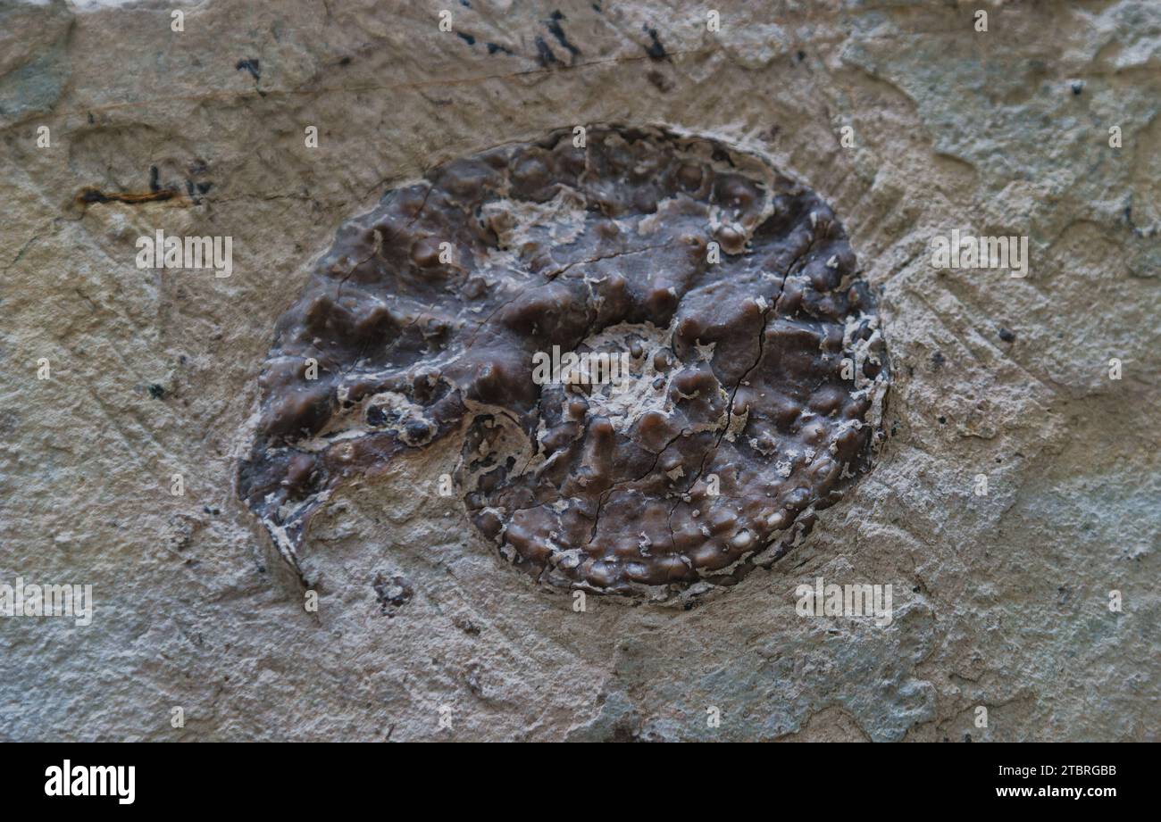 old fossil natural history of the earth ancient patterns paleontology ...