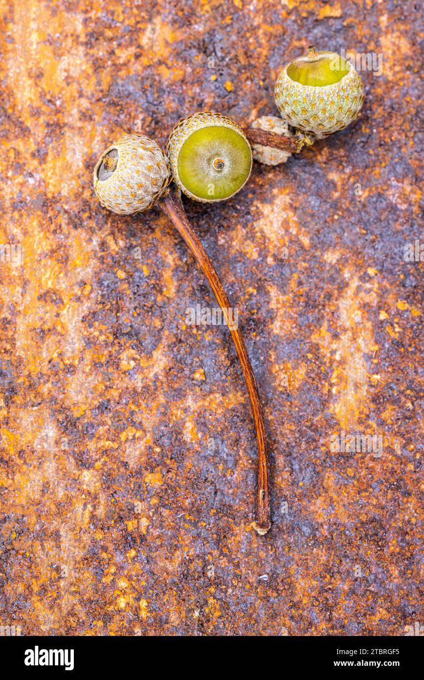 Fruit of the oak on a rusty background, still life Stock Photo - Alamy