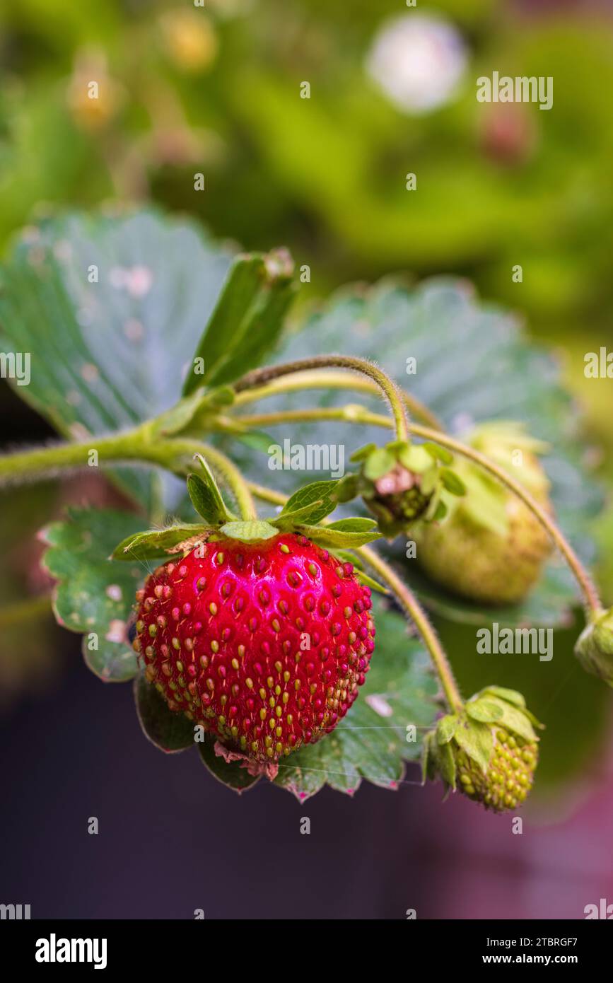 Natural background with red wild strawberry Stock Photo - Alamy