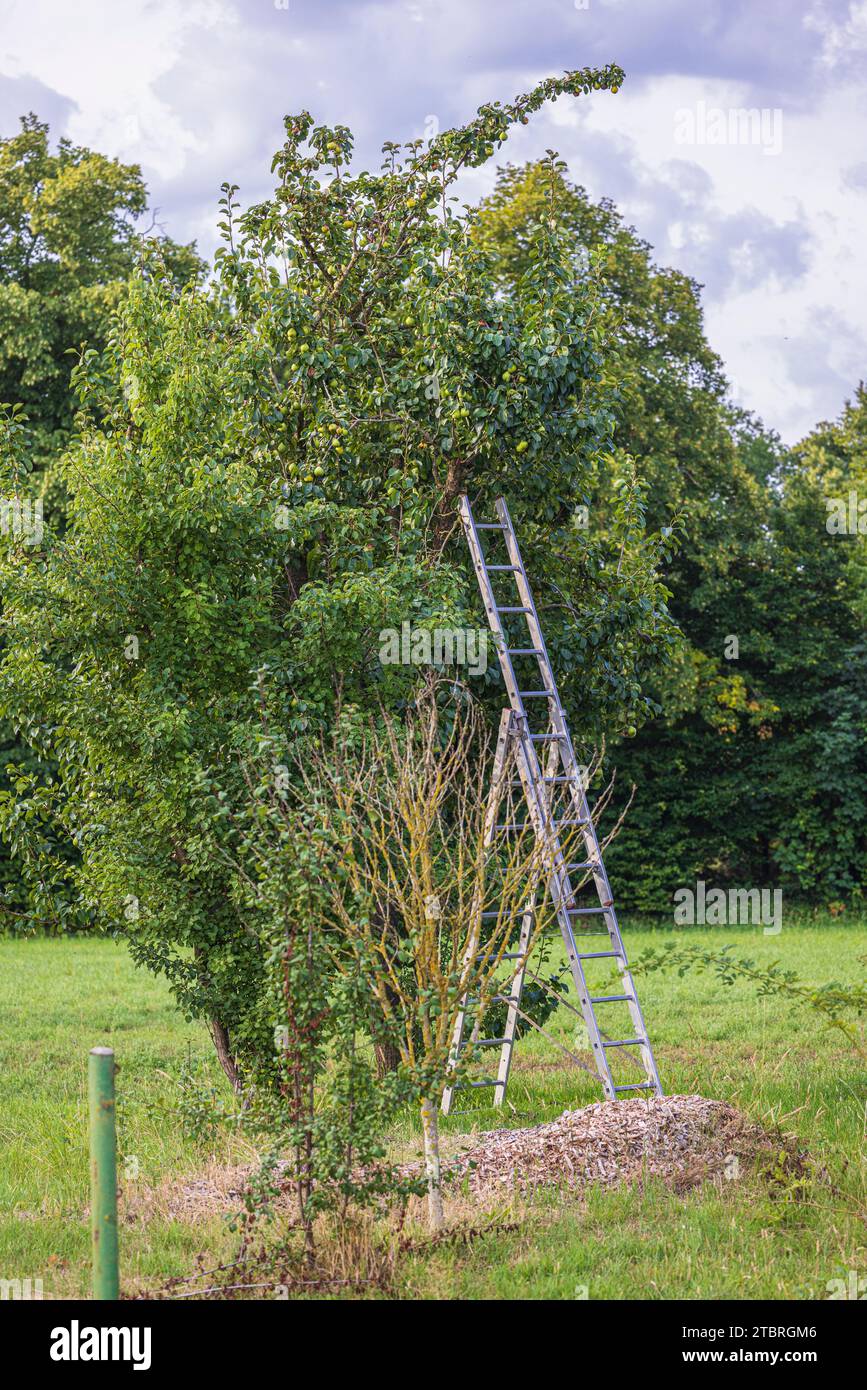 Fruit tree, pear harvest, ladder Stock Photo - Alamy