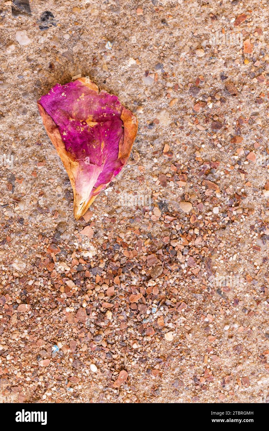 Petal free hi-res stock photography and images - Alamy