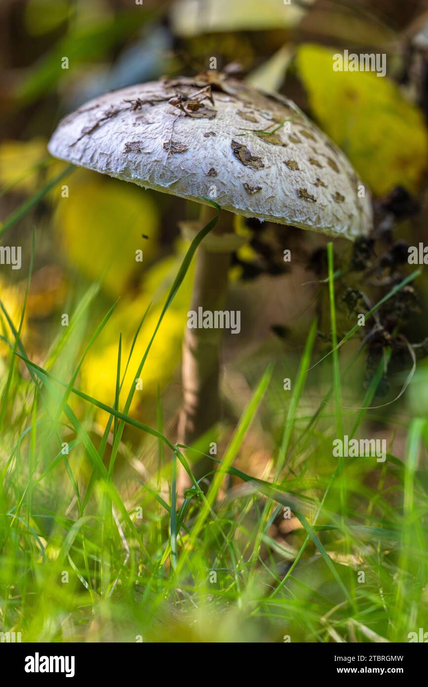 Chlorophyllum hi-res stock photography and images - Alamy