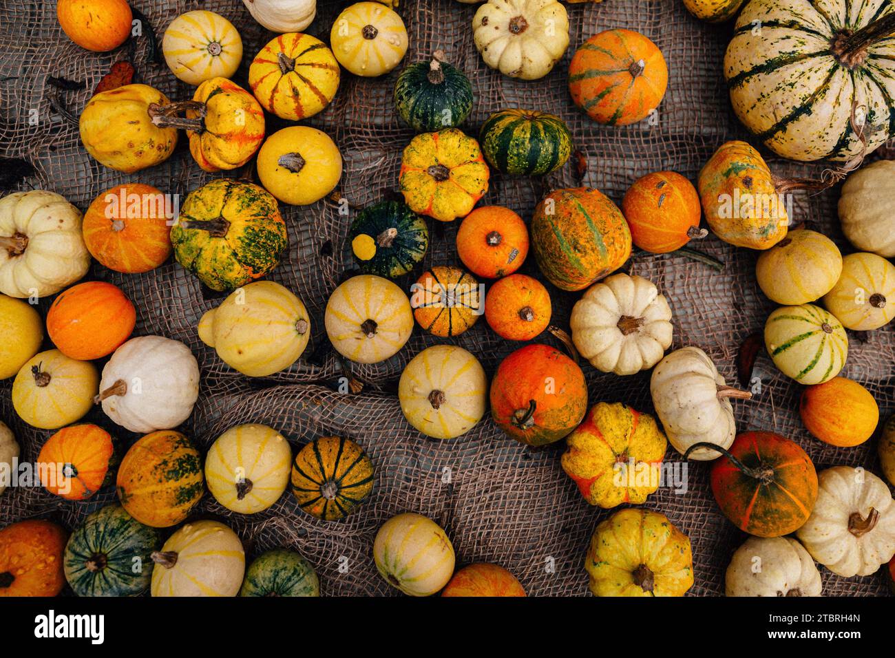 Many different pumpkins cucurbita hi-res stock photography and images ...