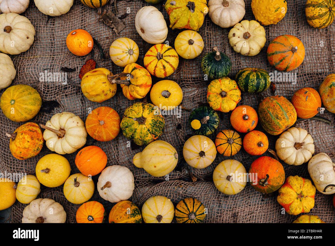 Various colorful pumpkins Stock Photo - Alamy