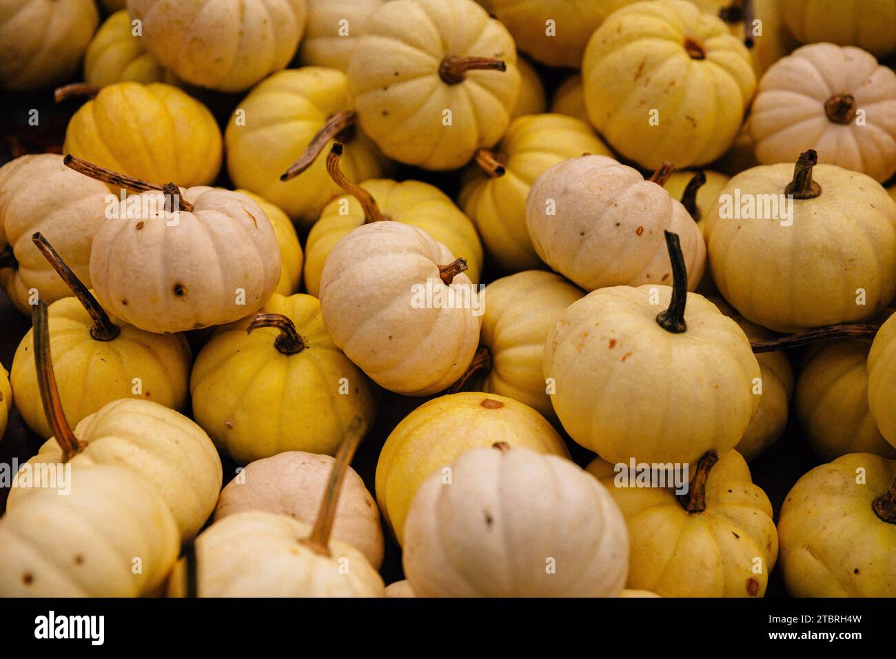 Bio pumpkins hi-res stock photography and images - Alamy