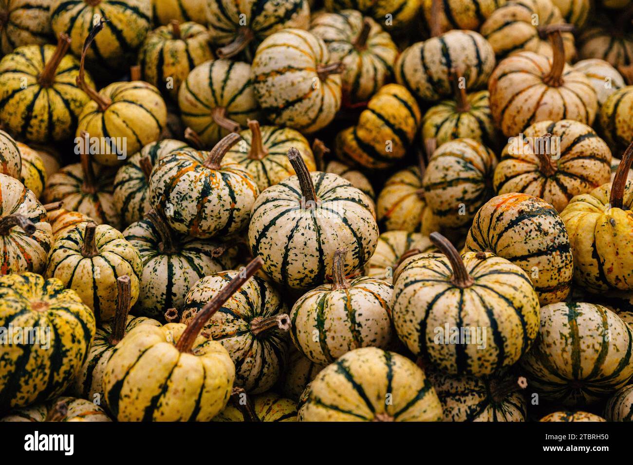 Sweet pumpkins hi-res stock photography and images - Alamy
