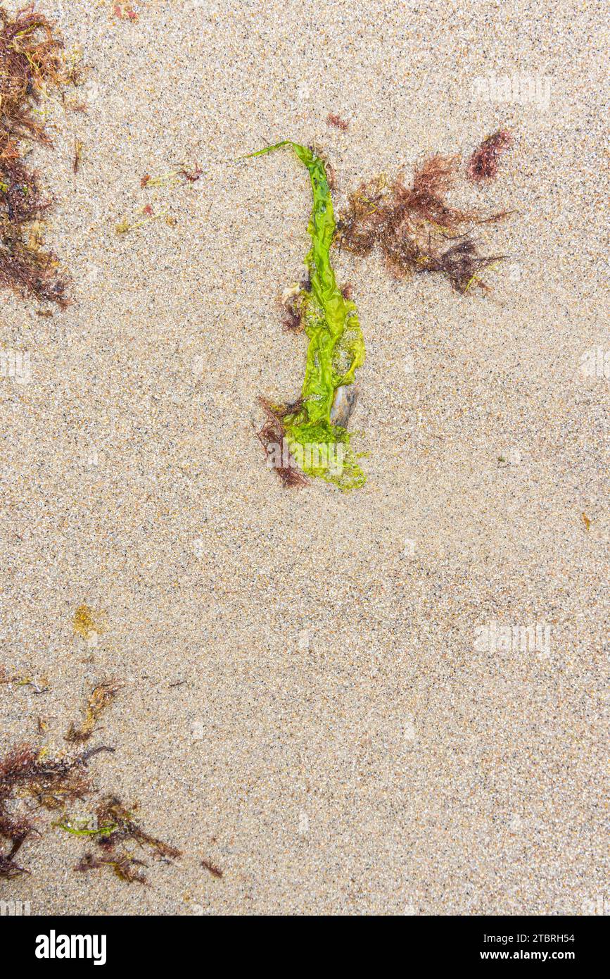 Full size view of beach sand with seaweed hi-res stock photography and ...