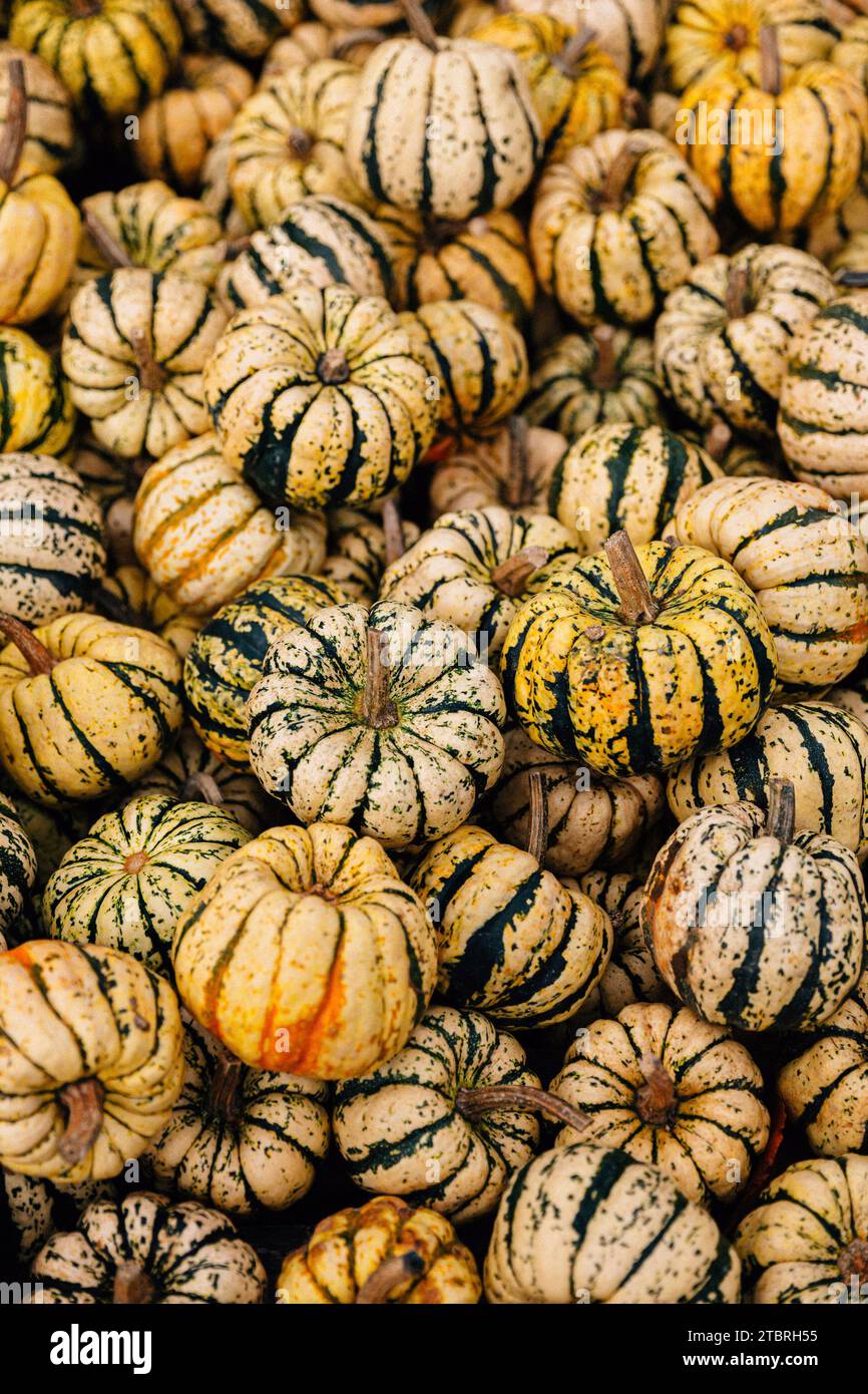 Pumpkin dumpling hi-res stock photography and images - Alamy