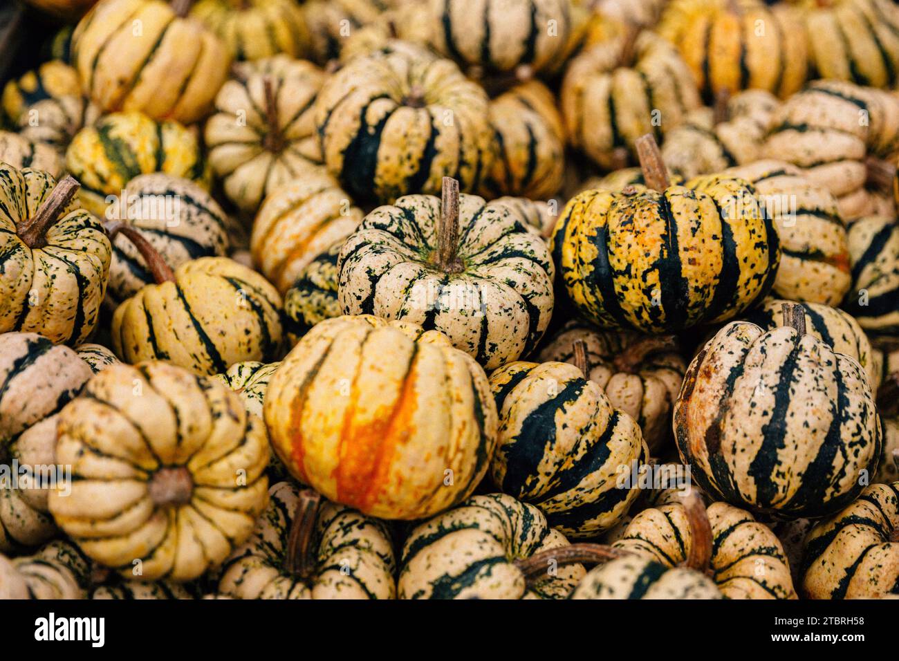 Sweet Dumpling' pumpkins Stock Photo - Alamy
