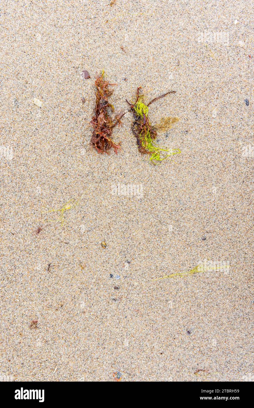 Full size view of beach sand with seaweed hi-res stock photography and ...
