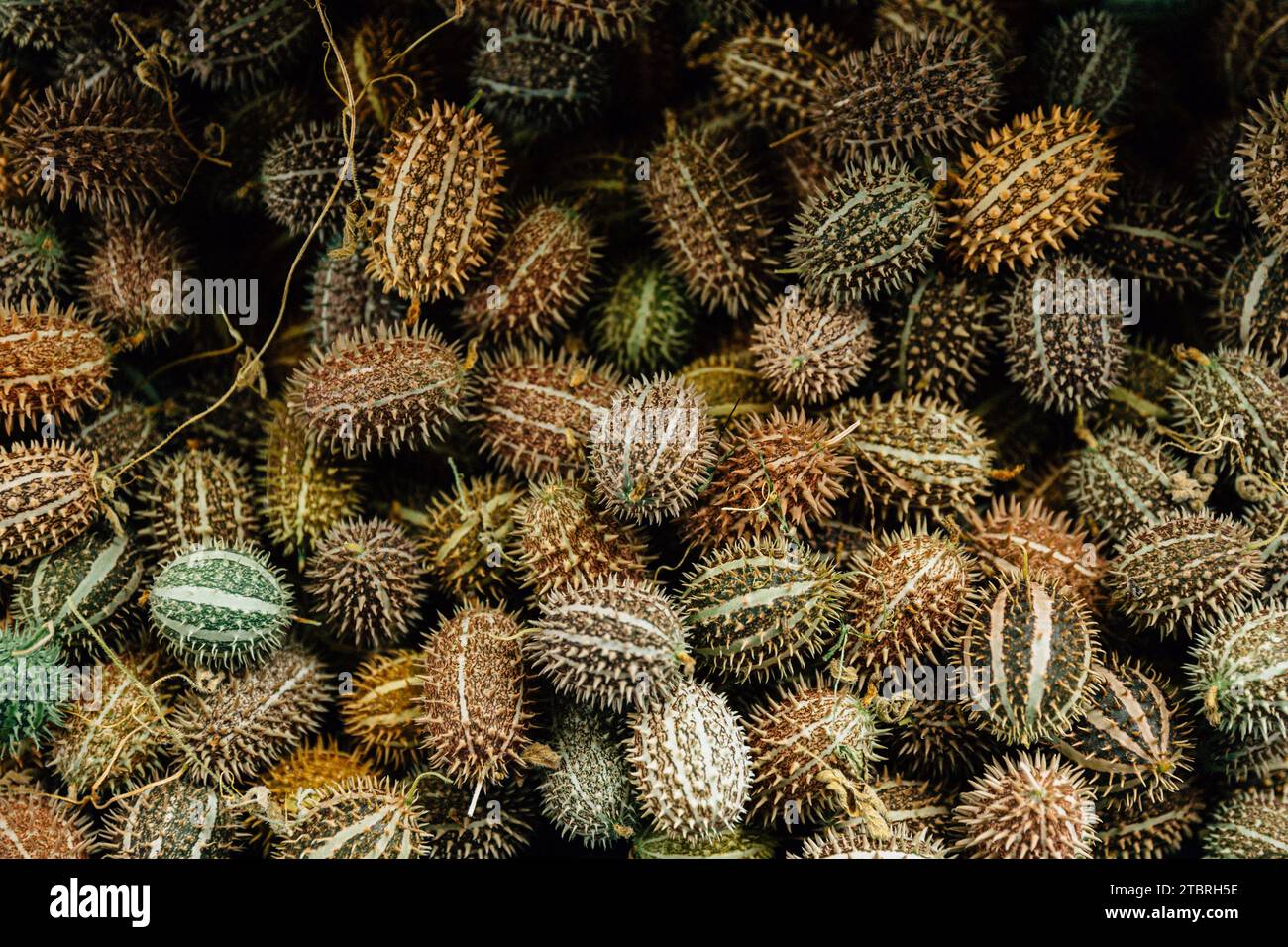 African spiny cucumber hi-res stock photography and images - Alamy