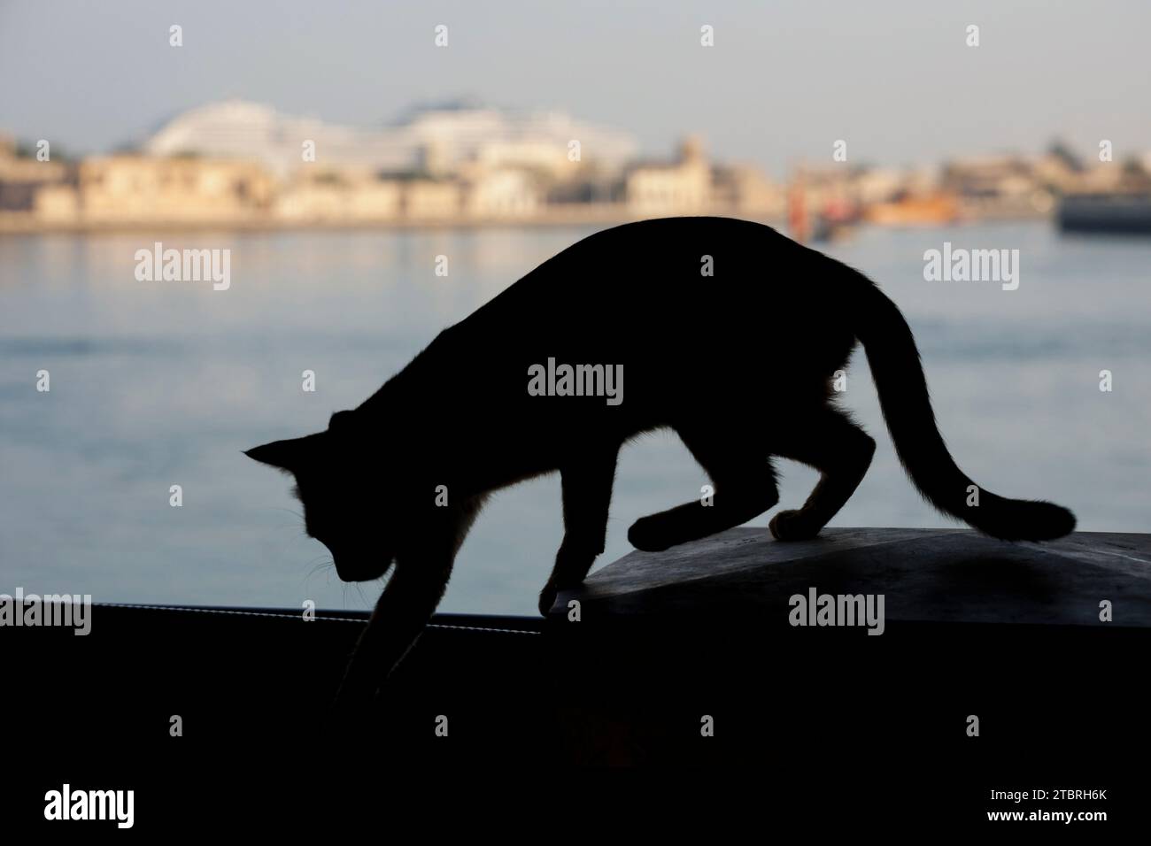 Silhouette of black cat sitting in the shade on a wall in Bur Dubai ...