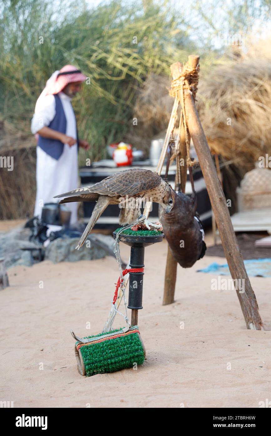 Falcon sitting on a perch in the outdoor museum of Al Bastakiya at the ...