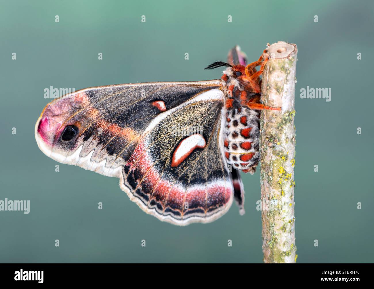 Silk moth hi-res stock photography and images - Alamy