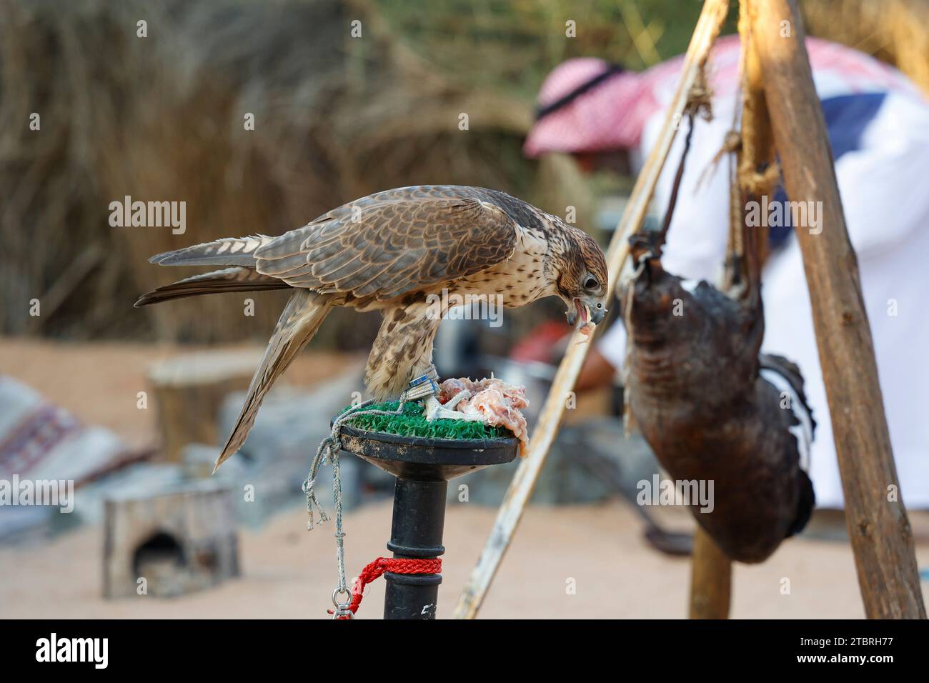 Falcon sitting on a perch in the outdoor museum of Al Bastakiya at the ...