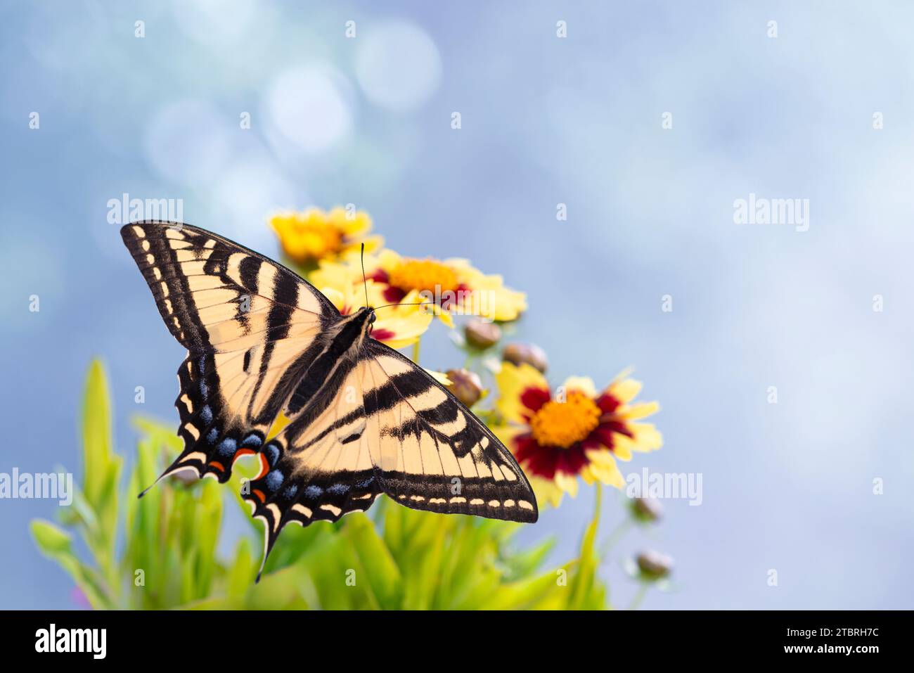Macro of a Western tiger swallowtail butterfly (papilio rutulus ...