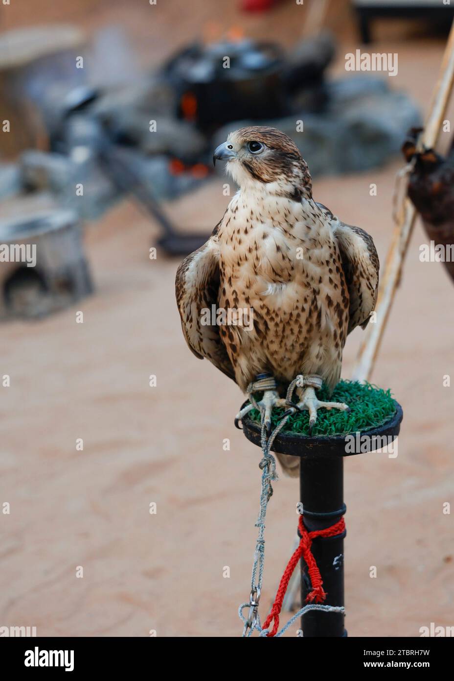 Falcon sitting on a perch in the outdoor museum of Al Bastakiya at the ...