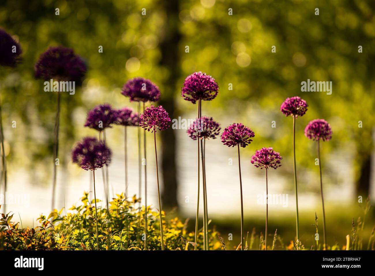 Allium 'Purple Sensation' Flowers blooming, garden, blurred background ...