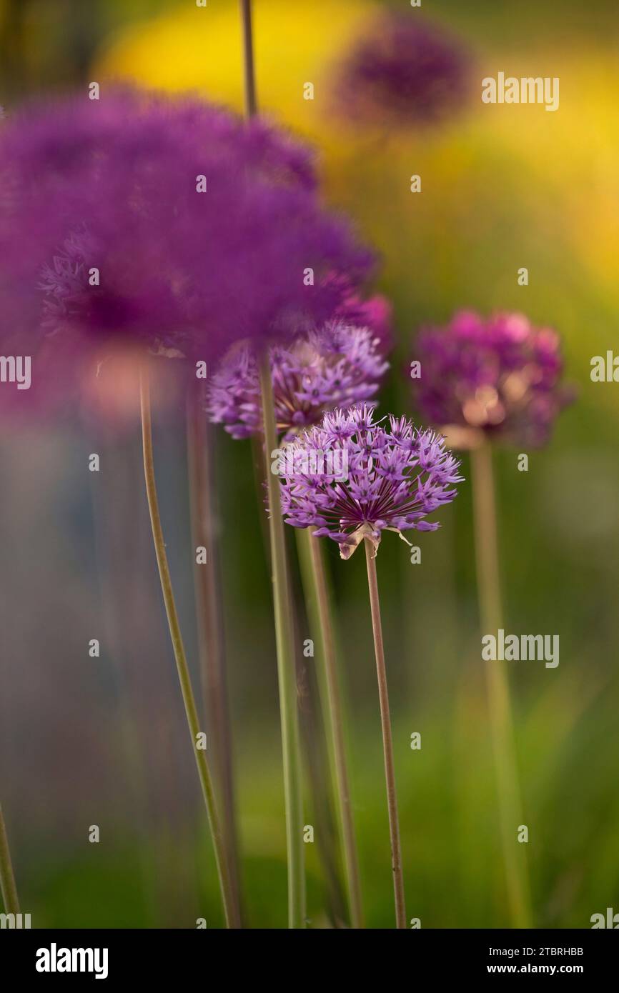 Allium 'Purple Sensation' blooms, close-up, bokeh background Stock ...