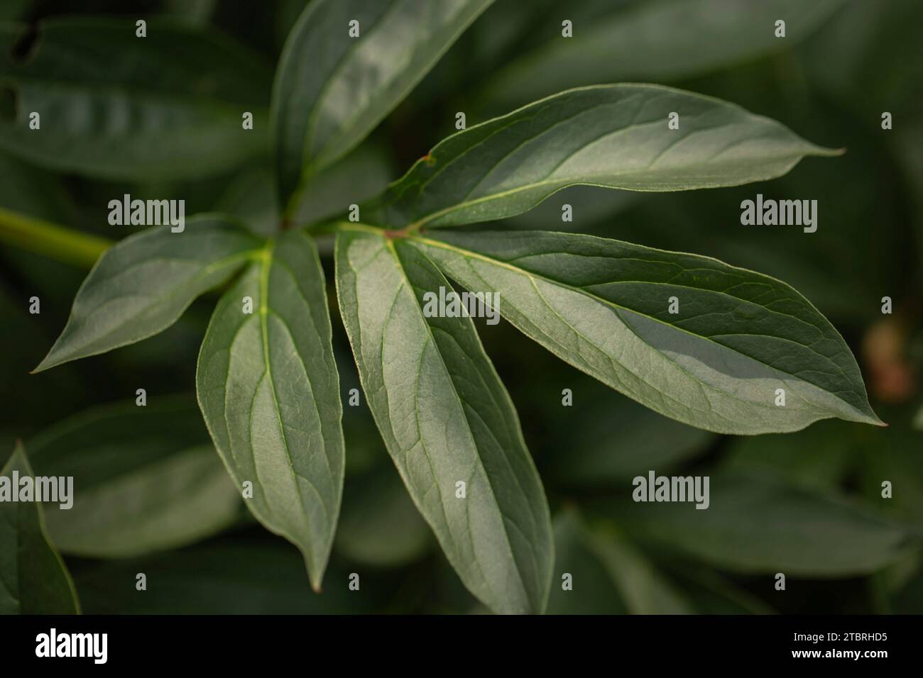 Peony leaves, closeup Stock Photo - Alamy