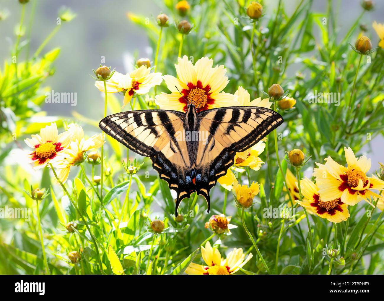 Macro of a Western tiger swallowtail butterfly (papilio rutulus ...