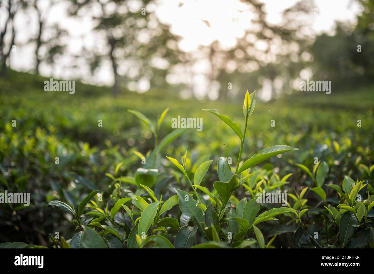 Sylhet bangladesh tea hi-res stock photography and images - Alamy