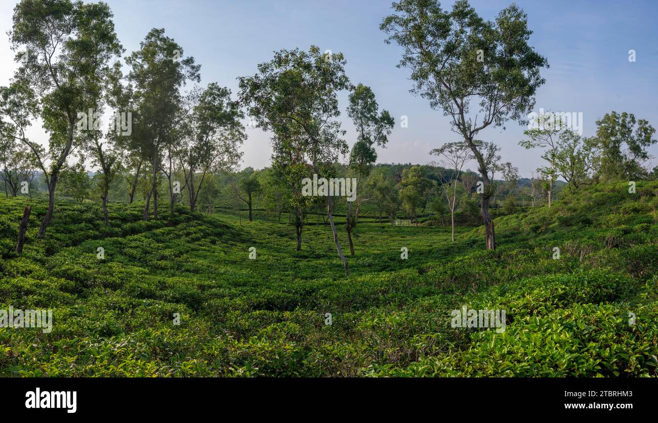 Sylhet bangladesh tea hi-res stock photography and images - Alamy