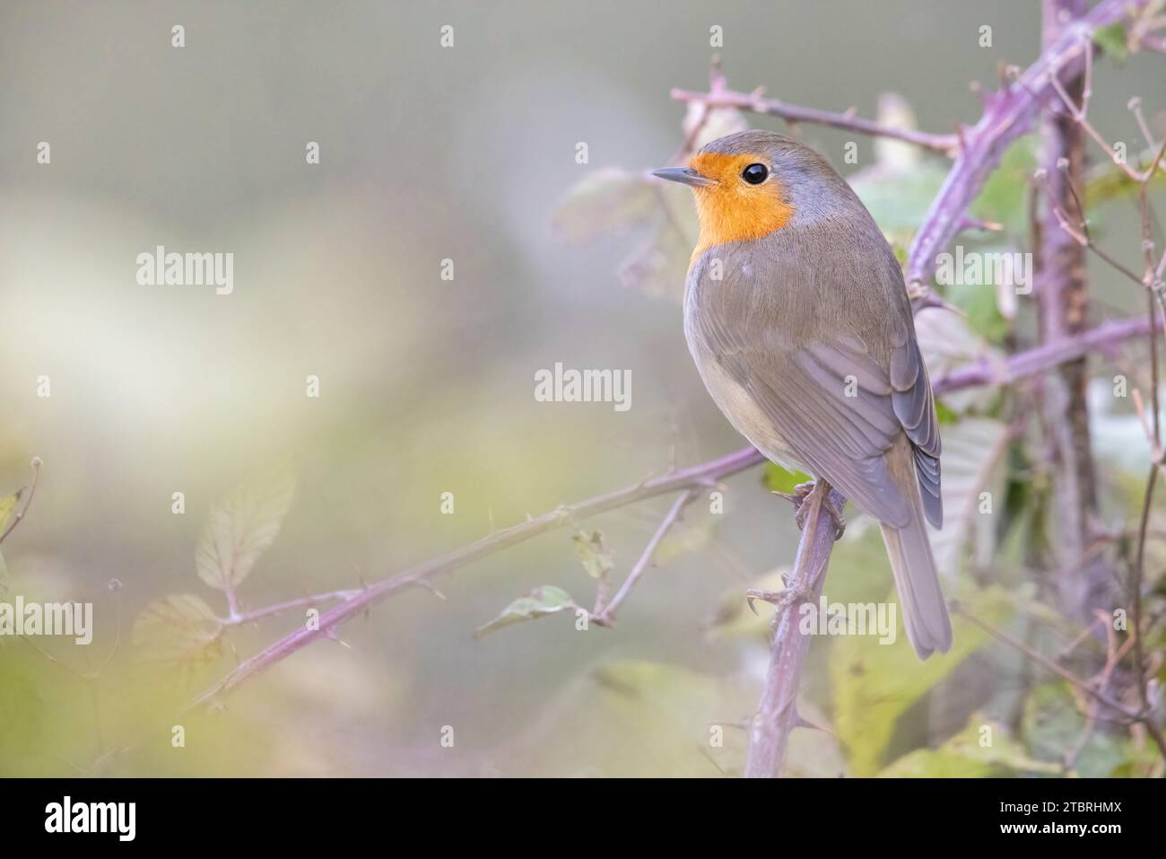 Adorable small birds hi-res stock photography and images - Alamy