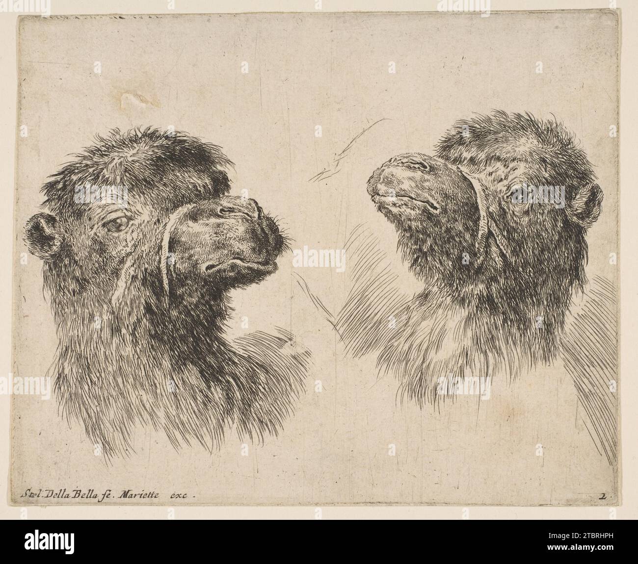 Camel heads hi-res stock photography and images - Alamy