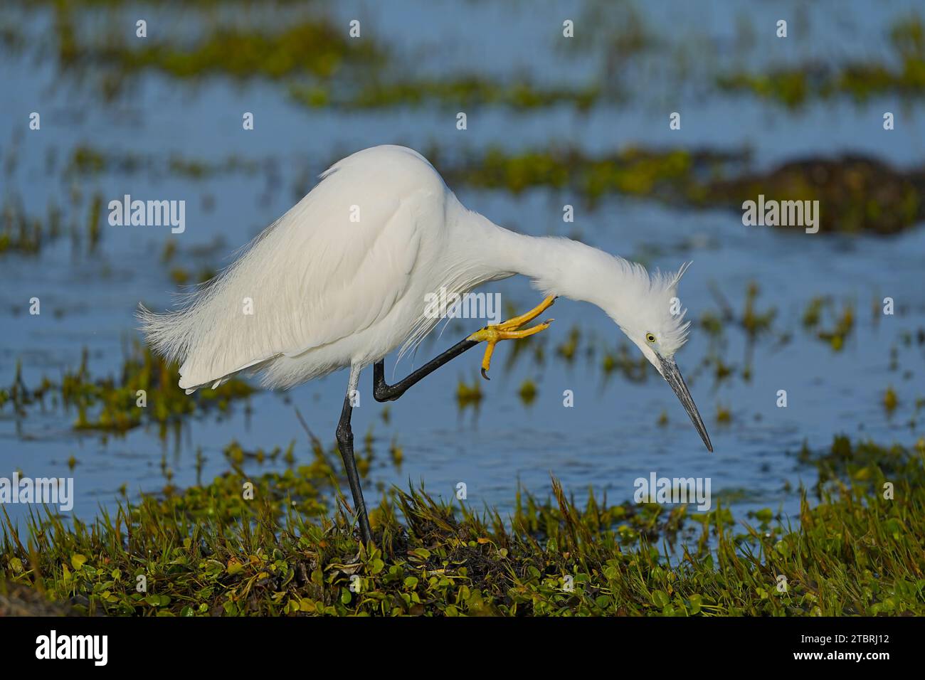 Little Egret (Egretta garzetta), breeding plumage, near Seal Point ...