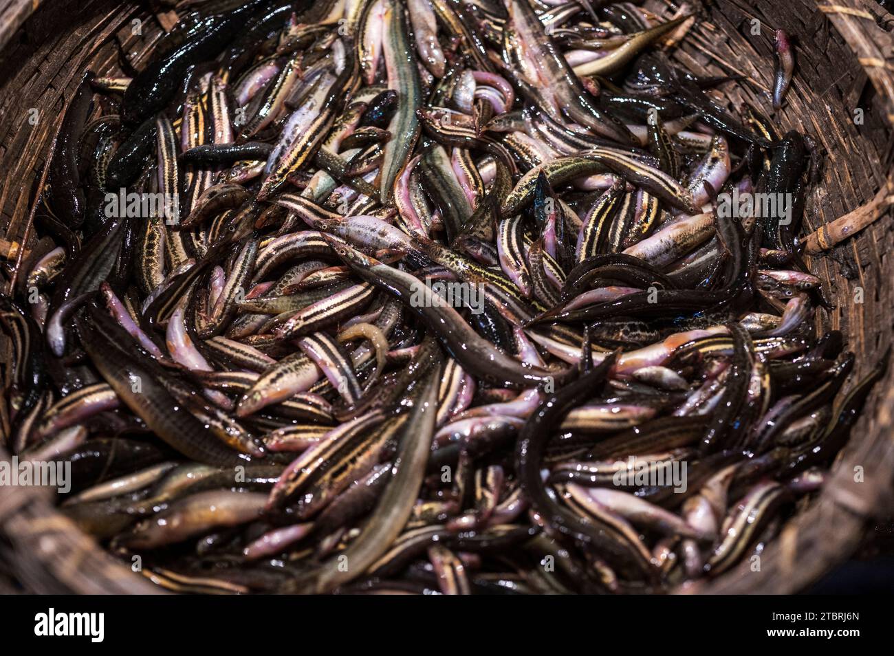 Daily life at the major fish market in Sylhet Bangladesh Stock Photo ...