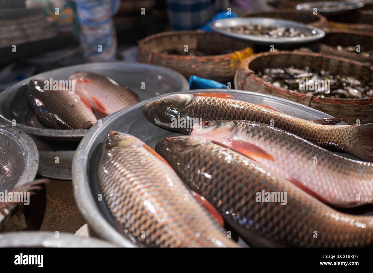 Daily life at the major fish market in Sylhet Bangladesh Stock Photo - Alamy