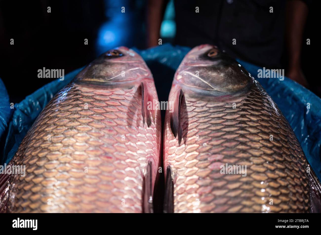 Daily life at the major fish market in Sylhet Bangladesh Stock Photo ...