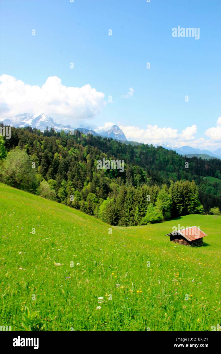 Spring meadow, trees with fresh green leaves near the church village ...