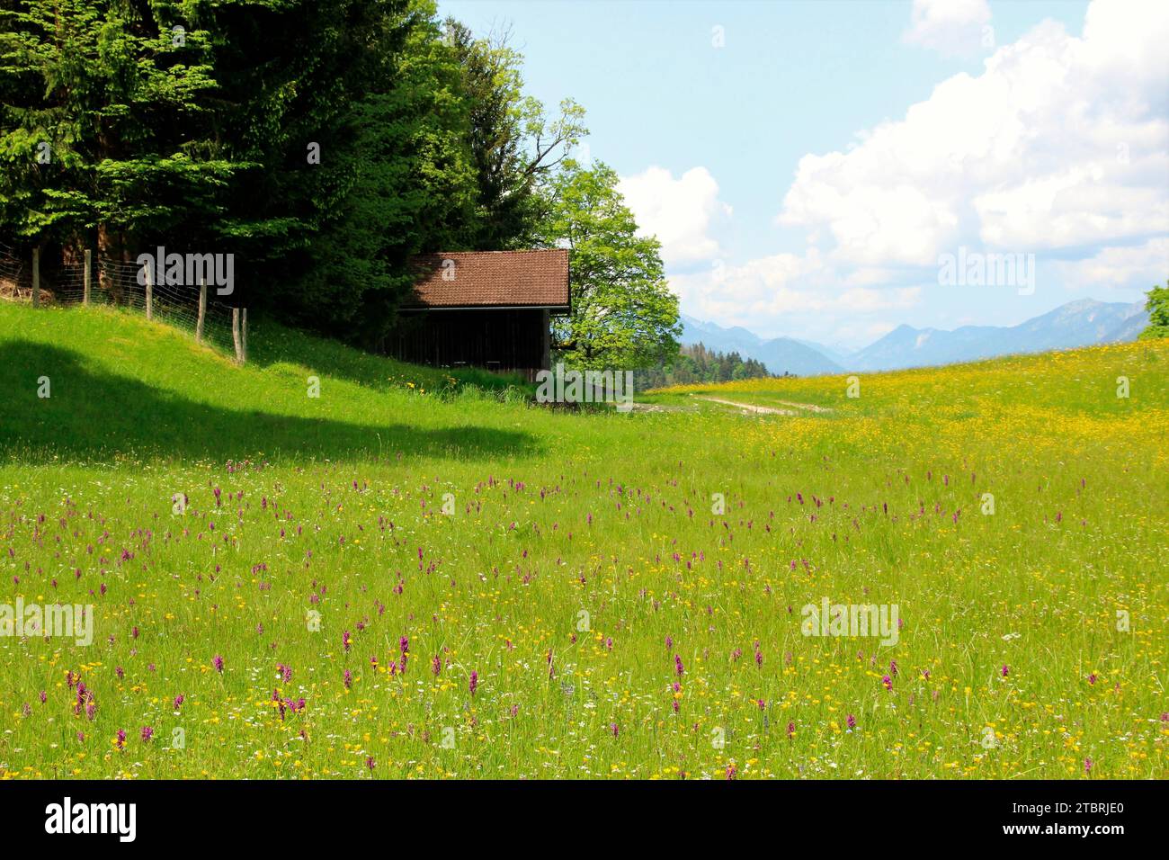 Of upper bava hi-res stock photography and images - Alamy