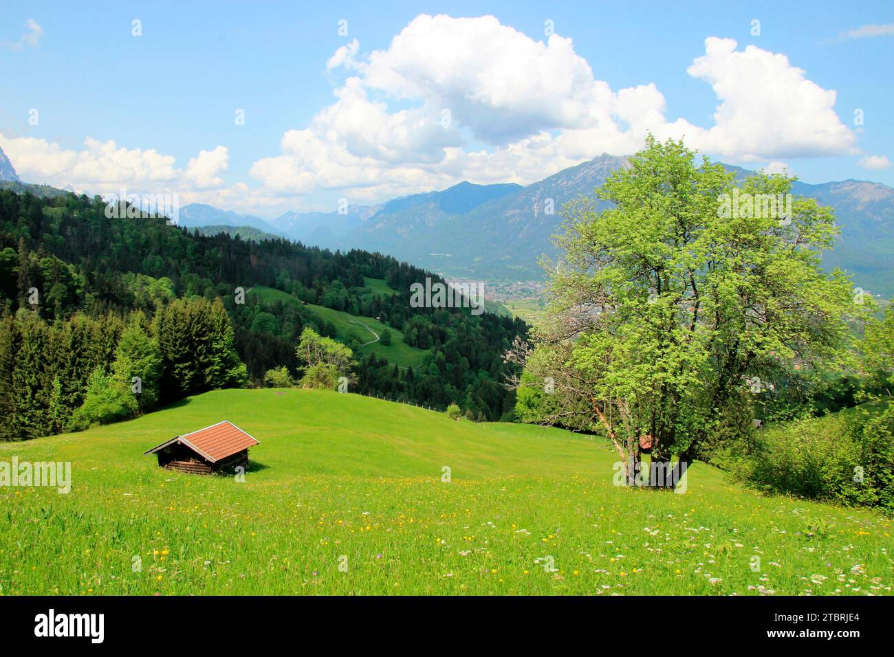 Spring meadow, trees with fresh green leaves near the church village ...